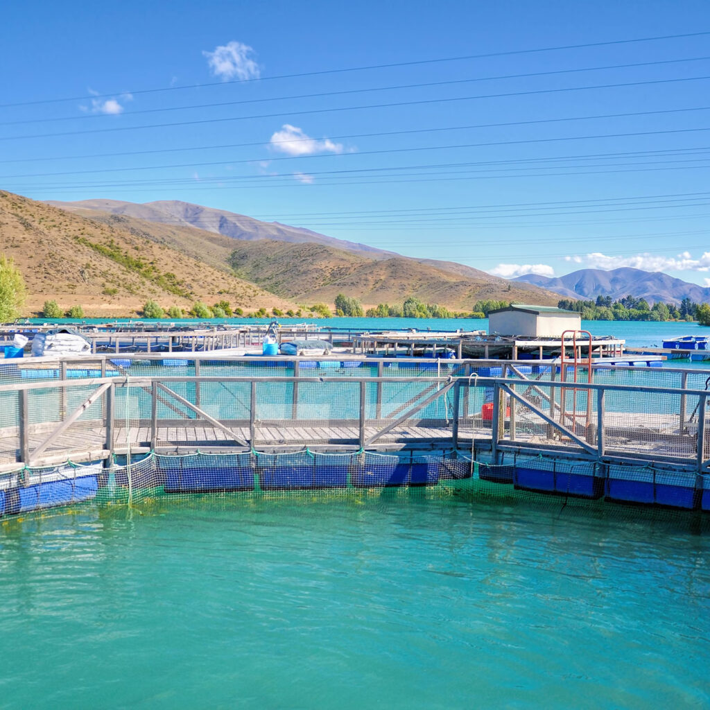 Key Insights from December 2024 SOPI Report - Muka Tangata