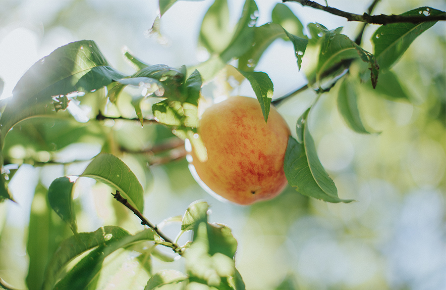 Emerging leadership micro-credential approved by NZQA - Muka Tangata